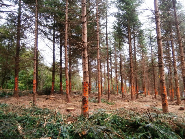 Growing better trees faster - a new research collaboration | Sitka Spruced