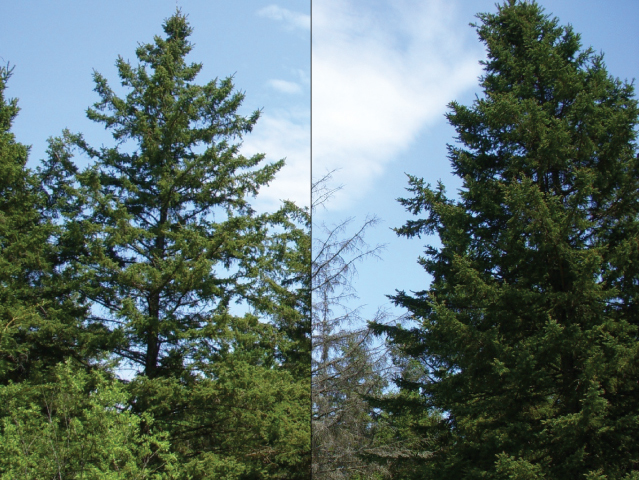 Genetic control and evolution of insect resistance in forest trees ...